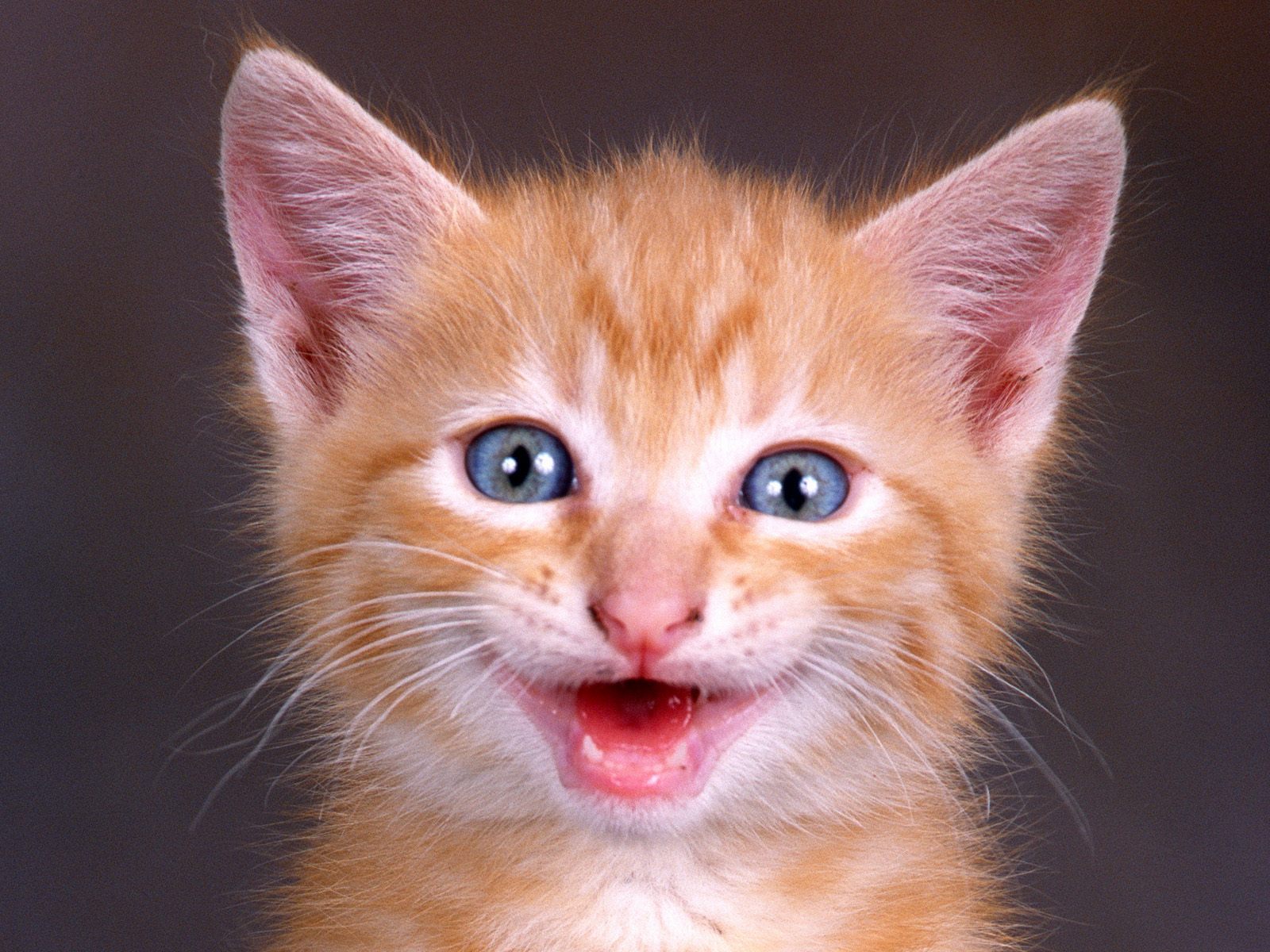 How To Shoot Funny Cat Videos Doggy Bakery How To Shoot Funny Cat Videos Doggy Bakery